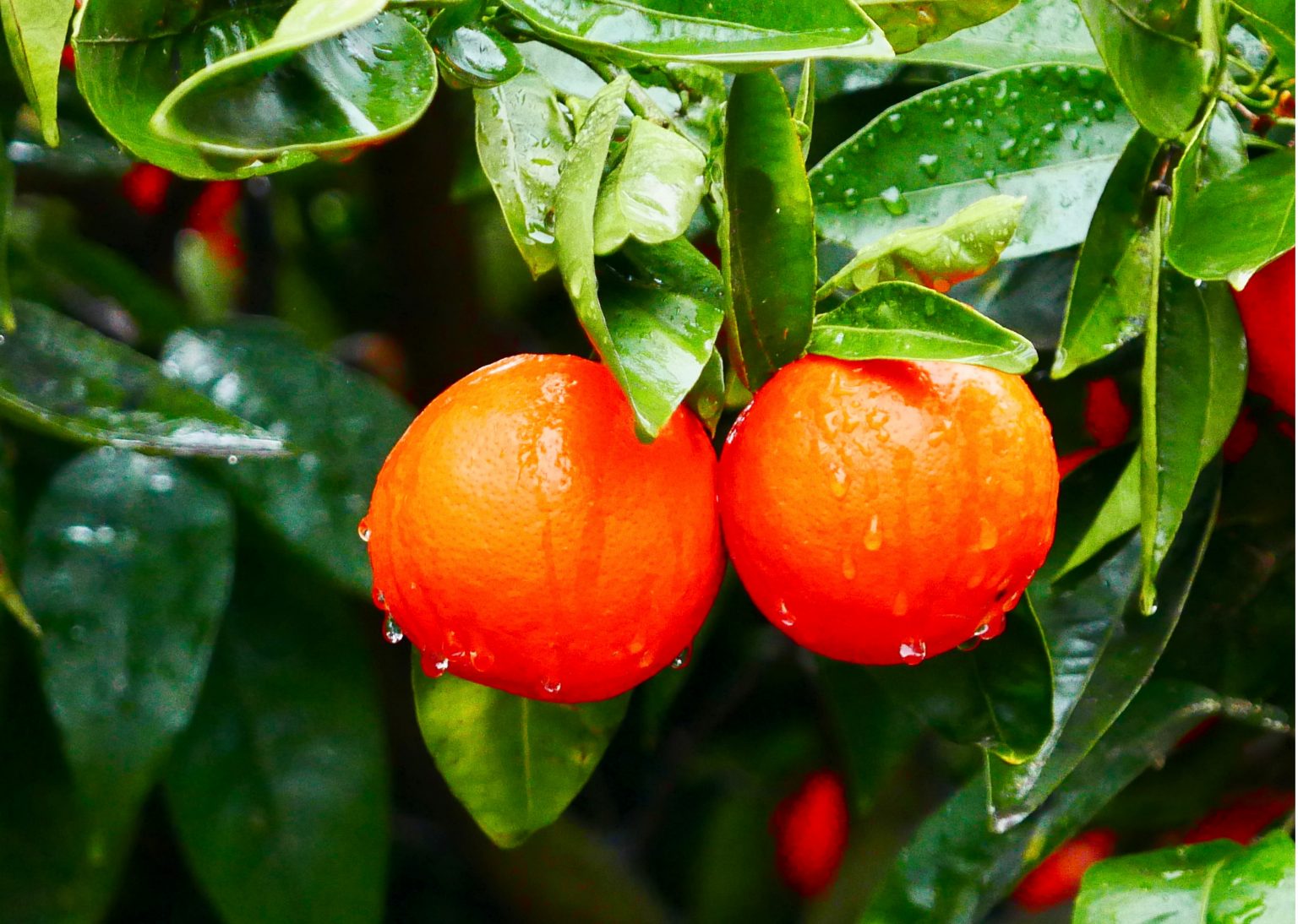 The Ultimate List of Citrus Fruits and Vegetables - F and B Recipes